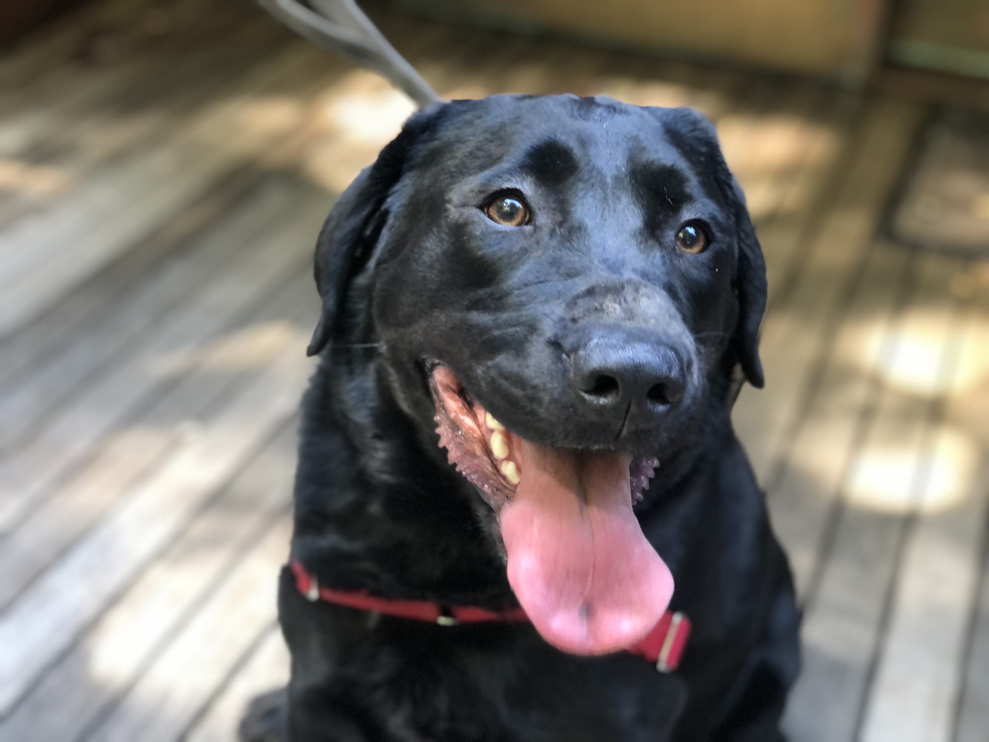 Labs Available from GGLRR Lab Rescue - or in the process of being adopted