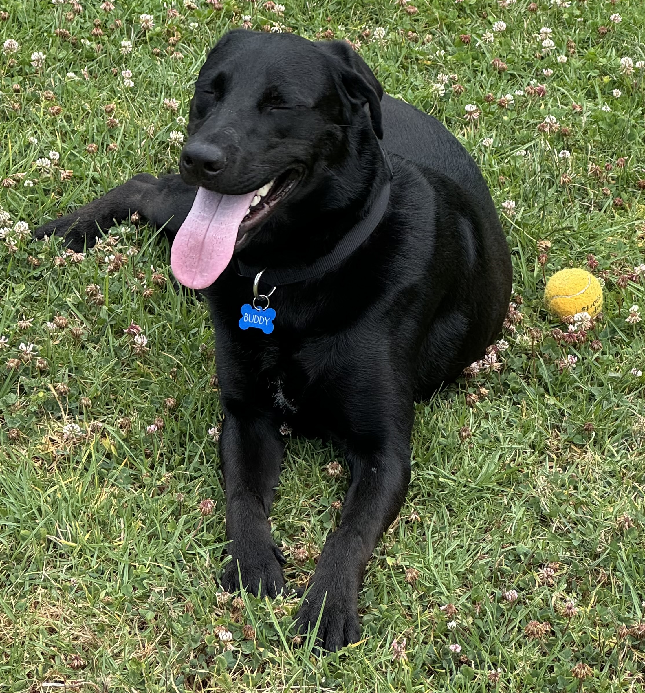 Labs Available from GGLRR Lab Rescue - or in the process of being adopted