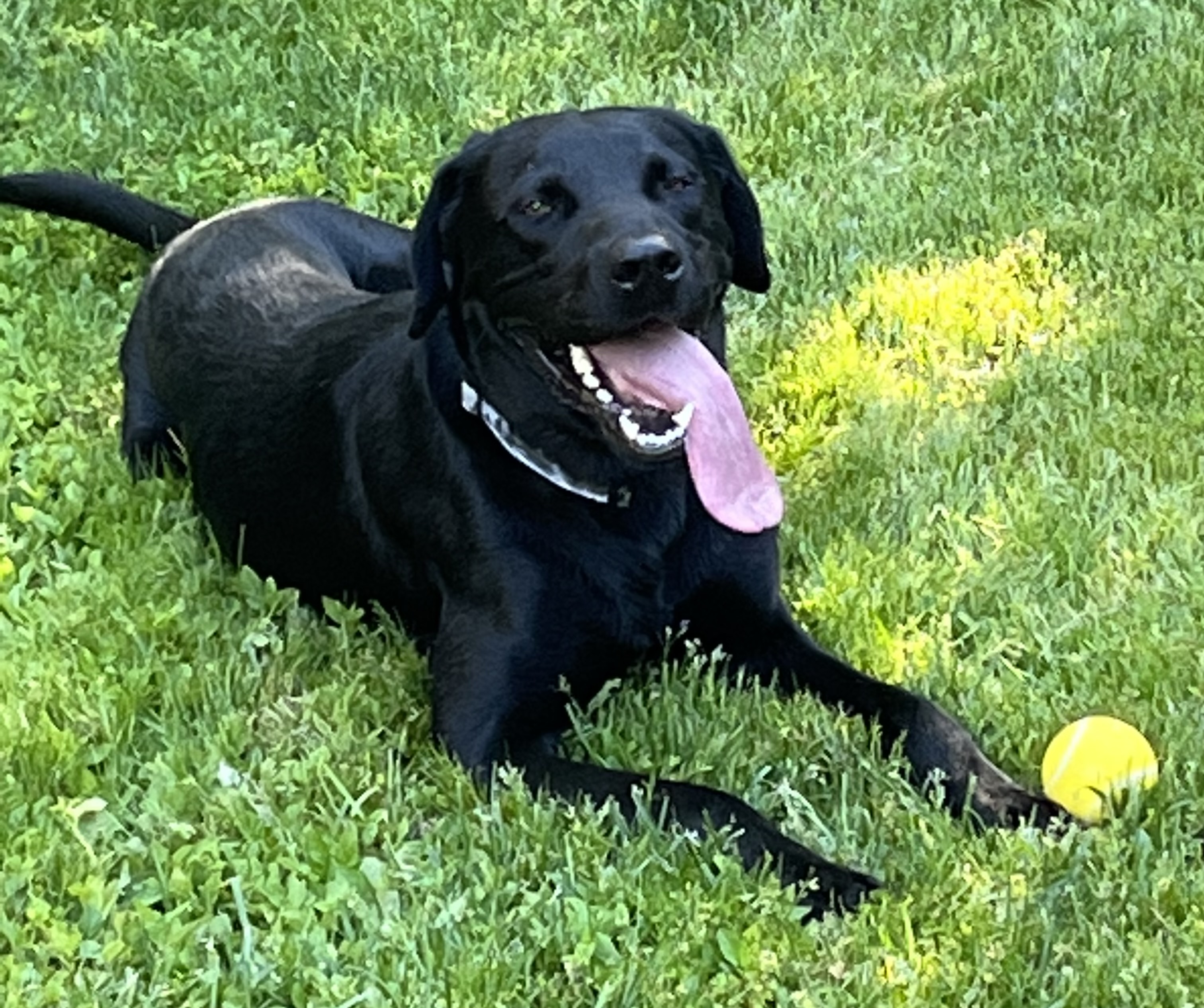 Labs Available from GGLRR Lab Rescue - or in the process of being adopted