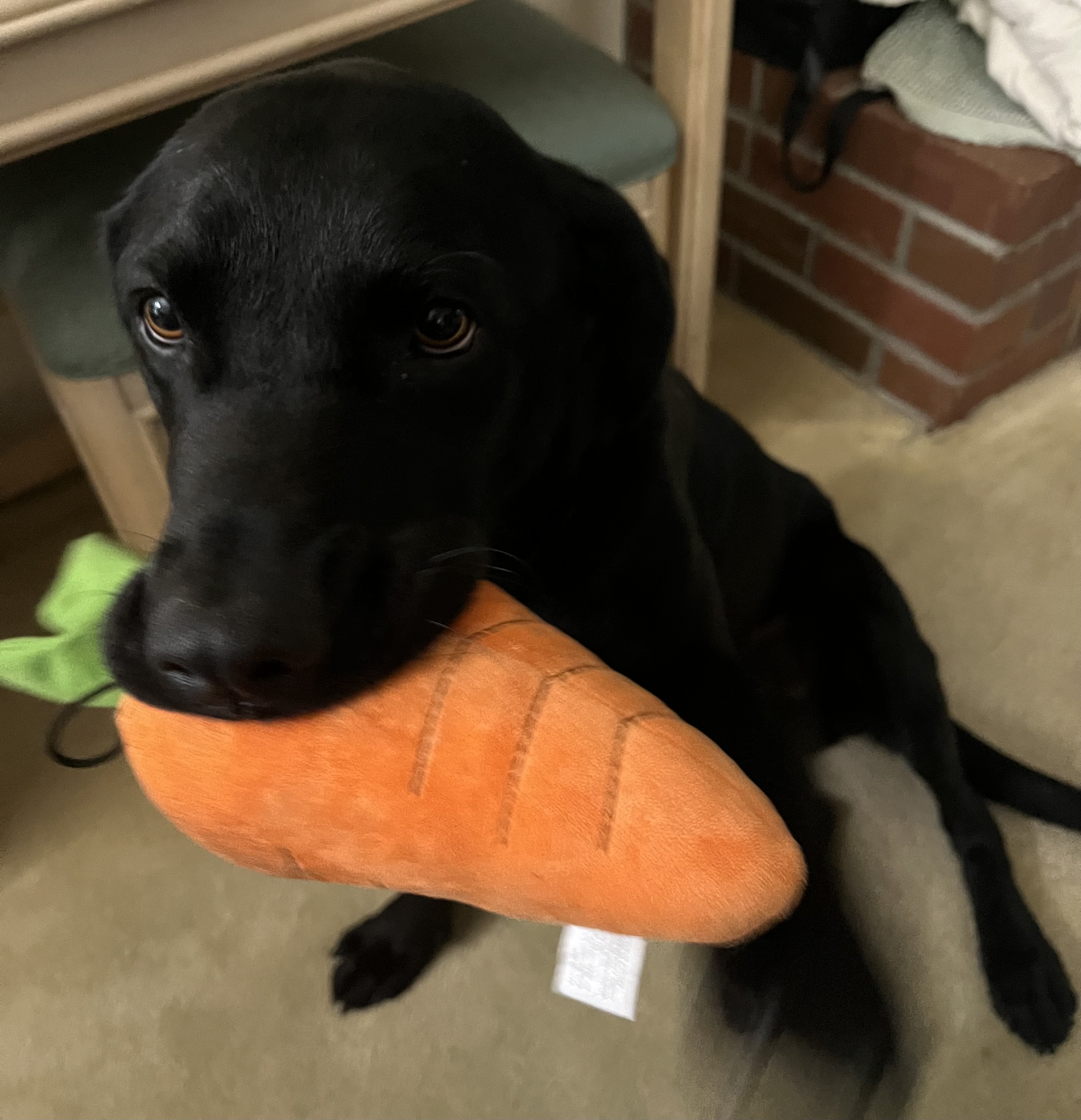 Labs Available from GGLRR Lab Rescue - or in the process of being adopted