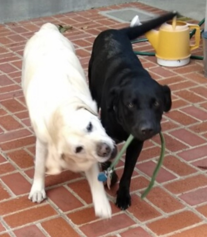 Labs Available from GGLRR Lab Rescue - or in the process of being adopted