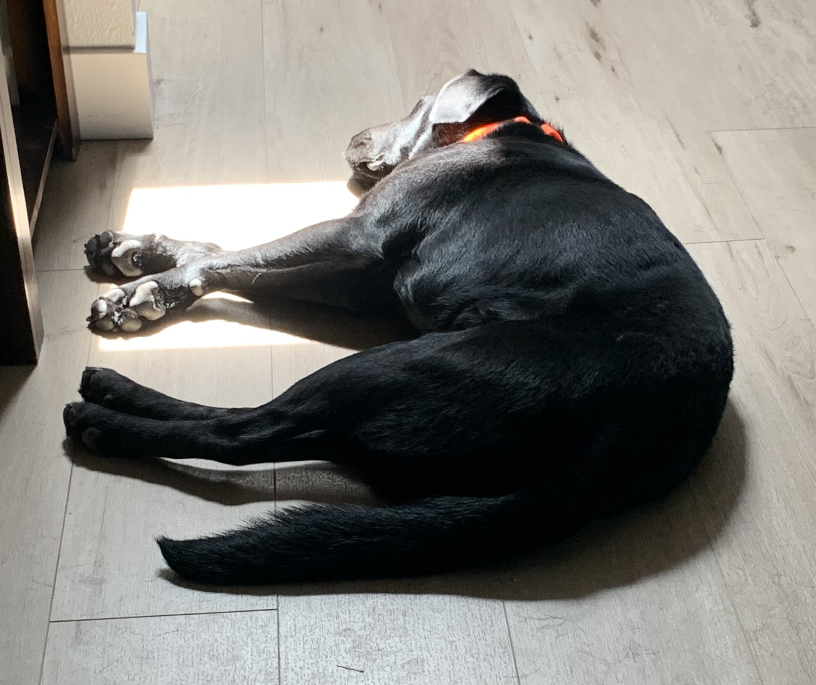 Labs Available from GGLRR Lab Rescue - or in the process of being adopted