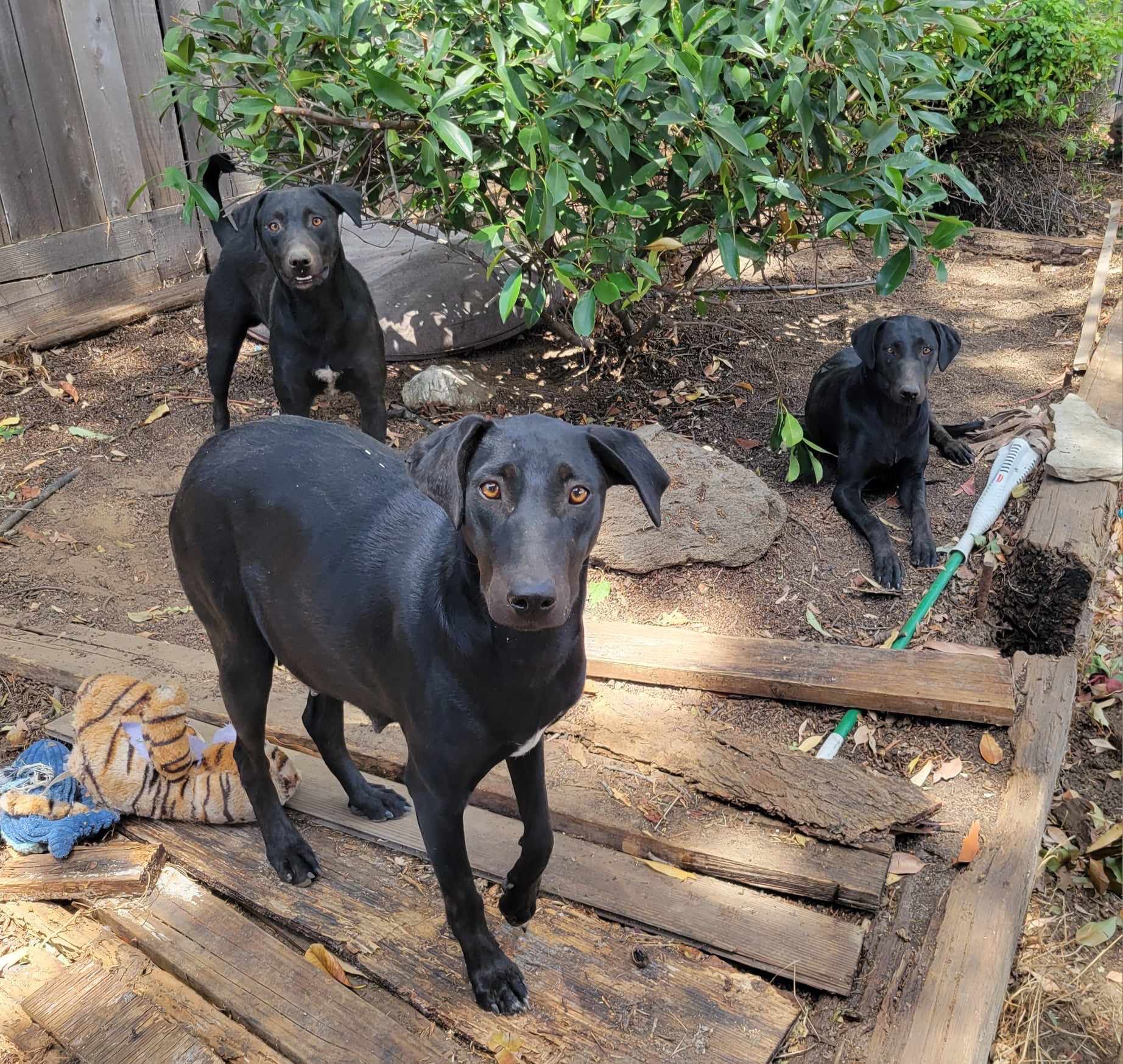 Labs Available from GGLRR Lab Rescue - or in the process of being adopted