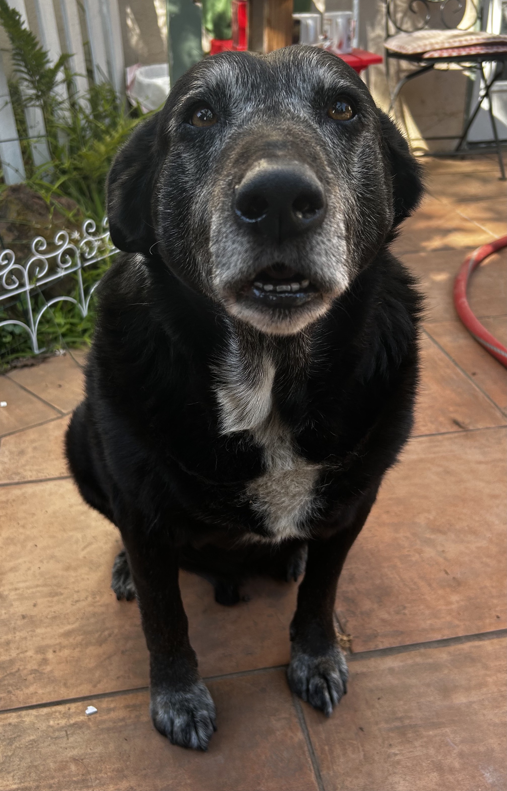 Black Lab Retriever Mix