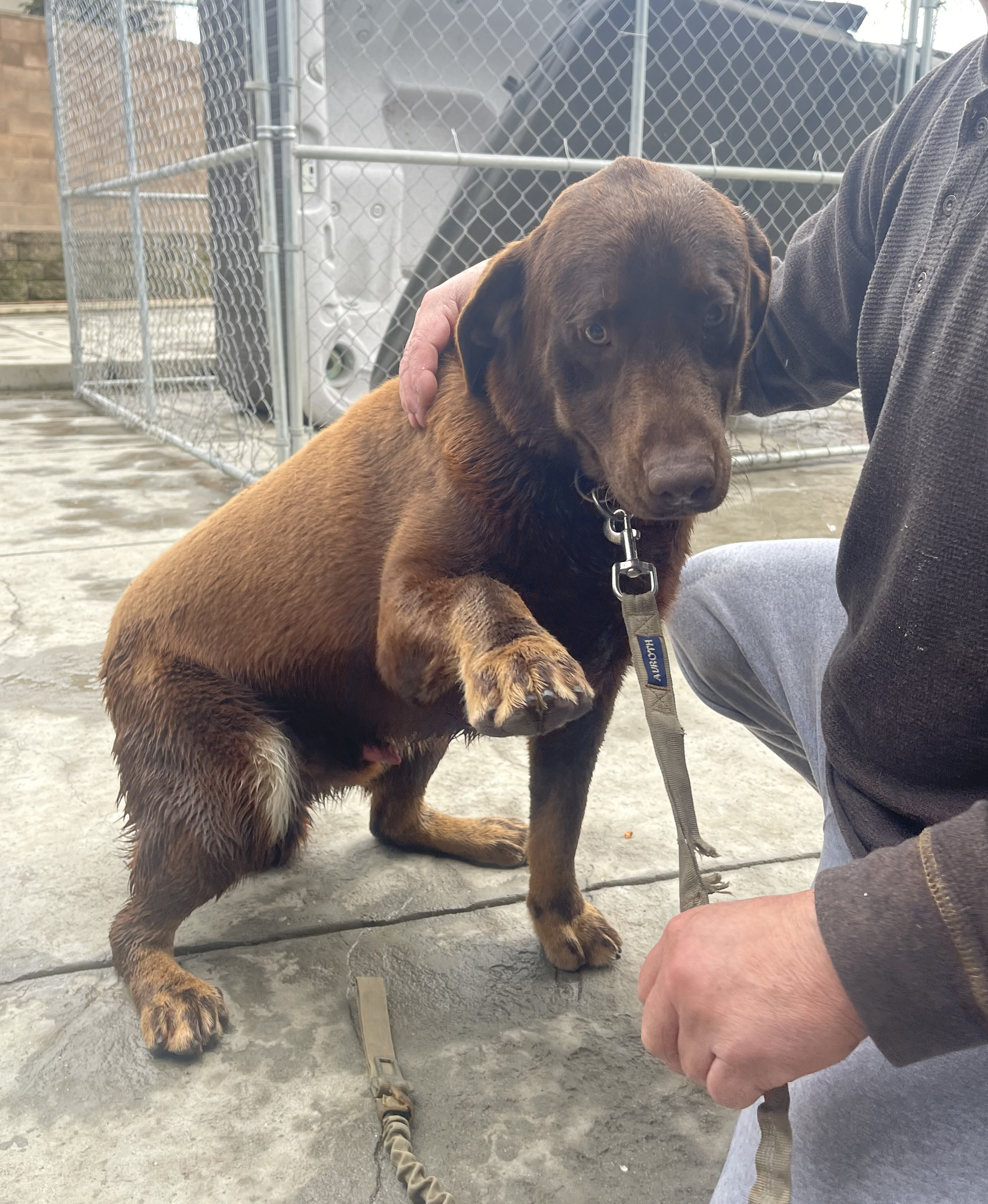 Labs Available from GGLRR Lab Rescue - or in the process of being adopted