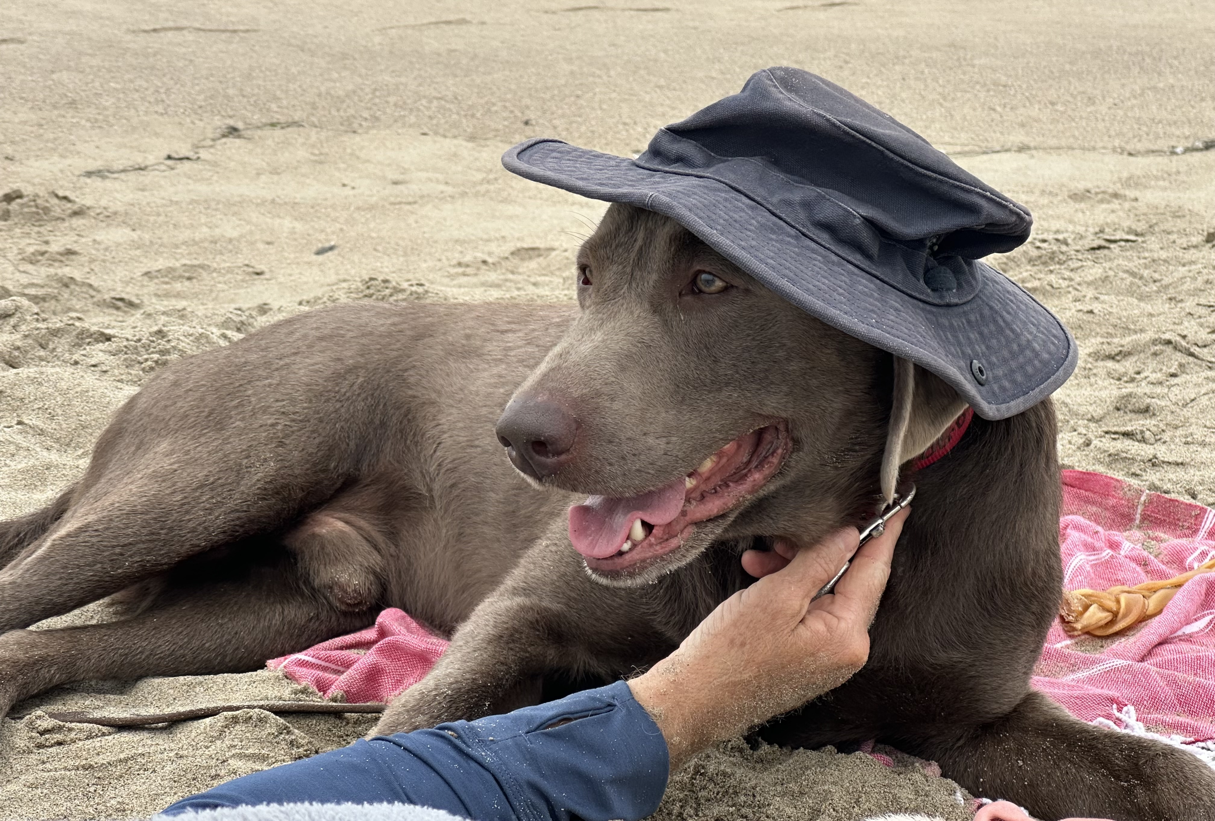 Labs Available from GGLRR Lab Rescue - or in the process of being adopted