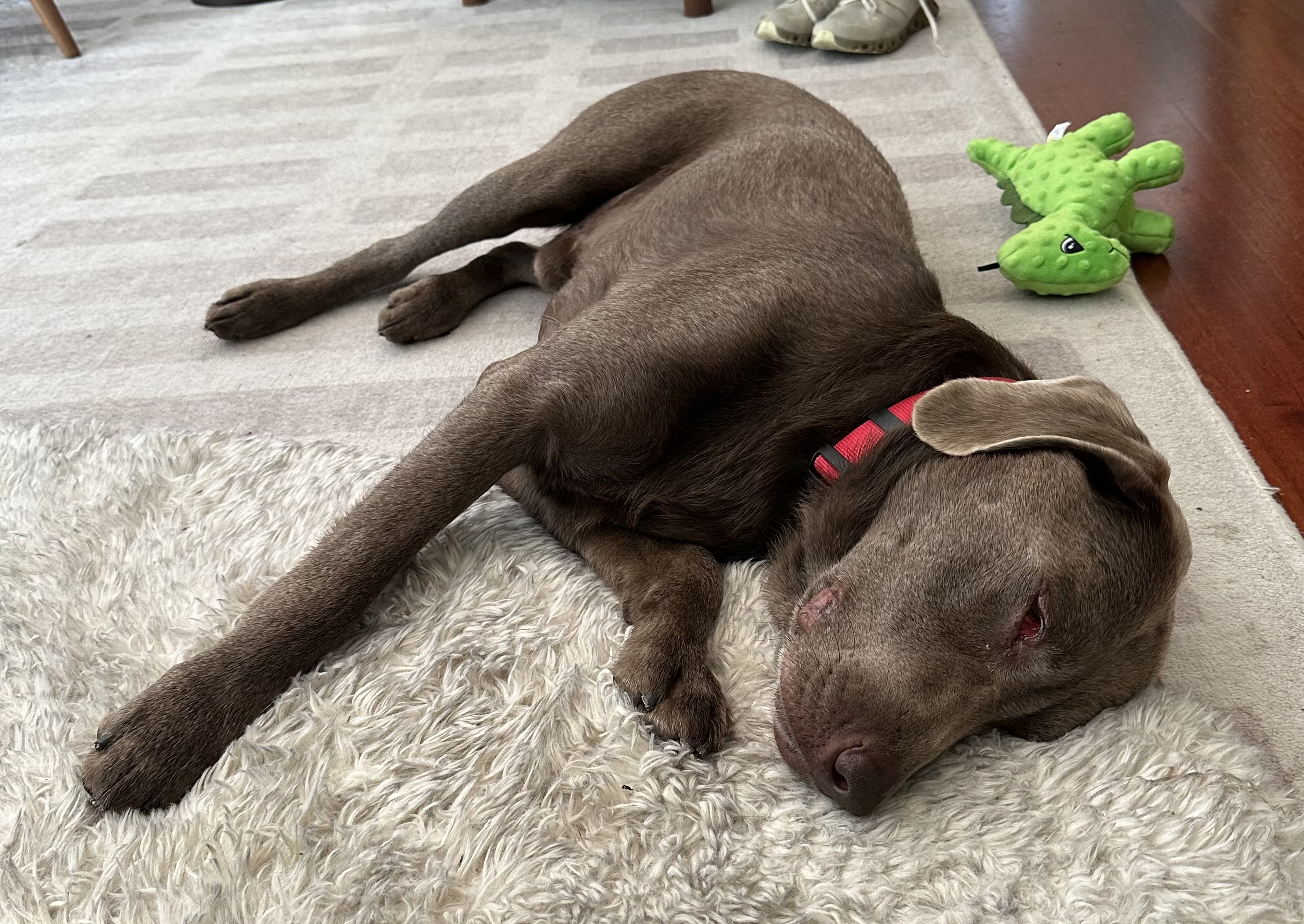 Labs Available from GGLRR Lab Rescue - or in the process of being adopted