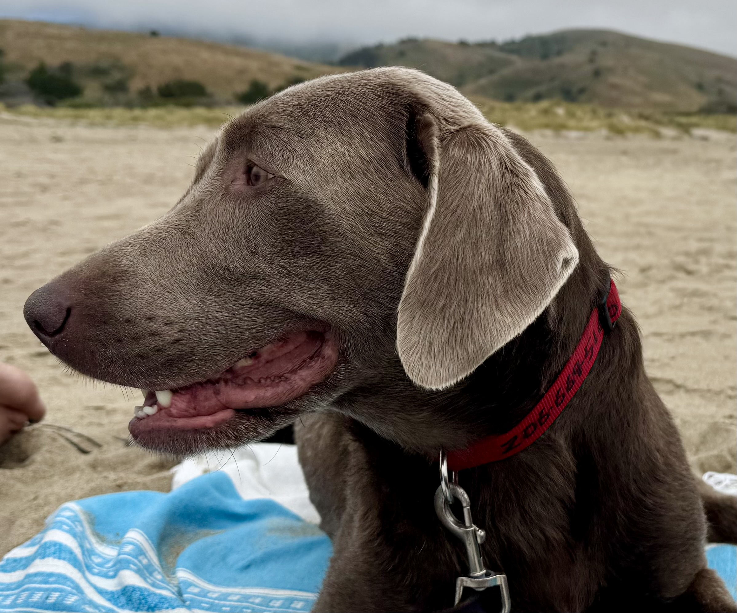 Labs Available from GGLRR Lab Rescue - or in the process of being adopted